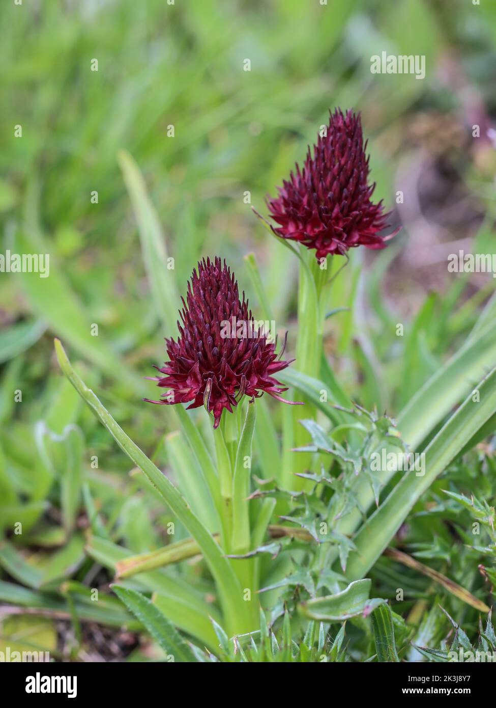 Dark red flowers of wild orchid Nigritella nigra at Mt Mokra Gora near ...