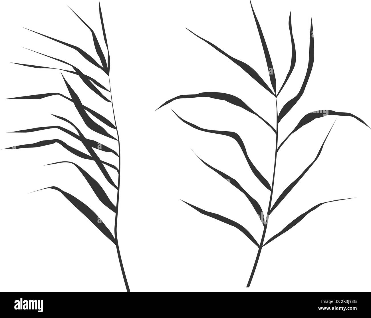 Bull rushes Cut Out Stock Images & Pictures - Alamy