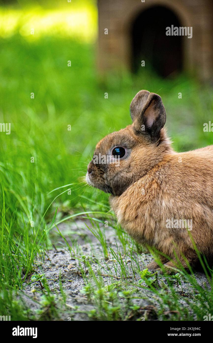 The cute wild brown rabbit in the yard, close-up, vertical Stock Photo ...