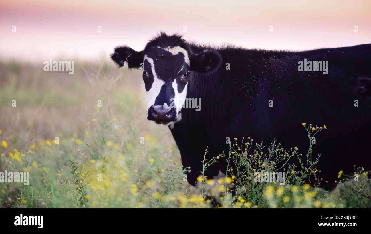 Cows raised with natural pastures, meat production in the Argentine ...