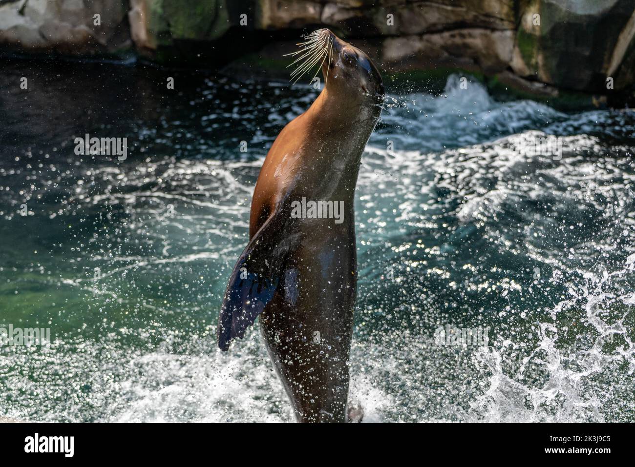 A Sea lion jumping out of water Stock Photo - Alamy