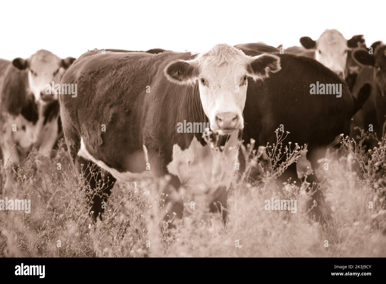 Cows raised with natural pastures, meat production in the Argentine ...