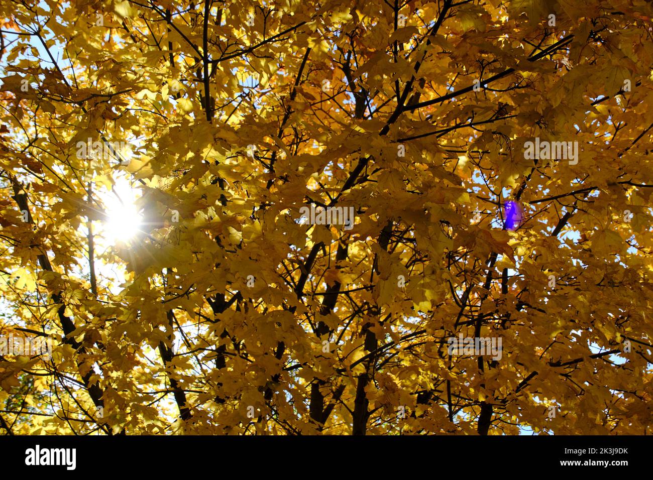 Sun rays breaking through thick yellowed autumn maple foliage Stock Photo - Alamy