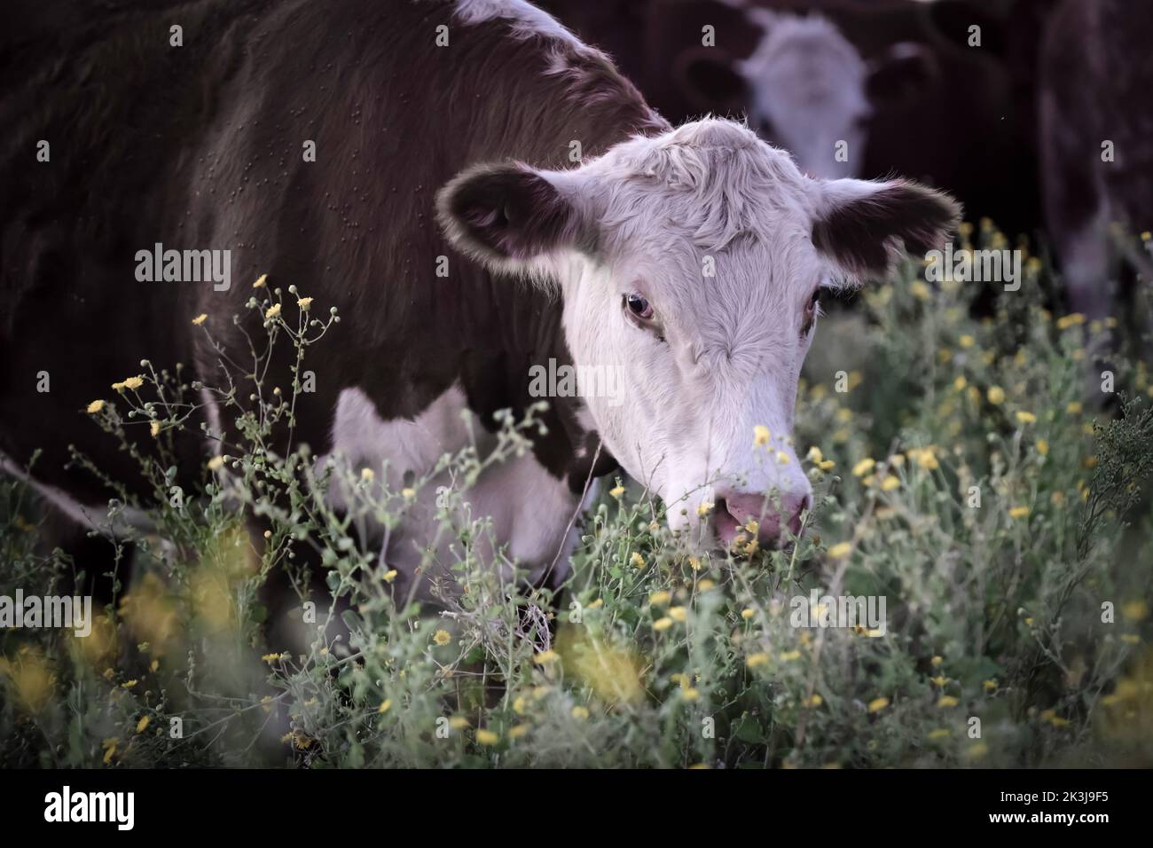 Cows raised with natural pastures, meat production in the Argentine ...