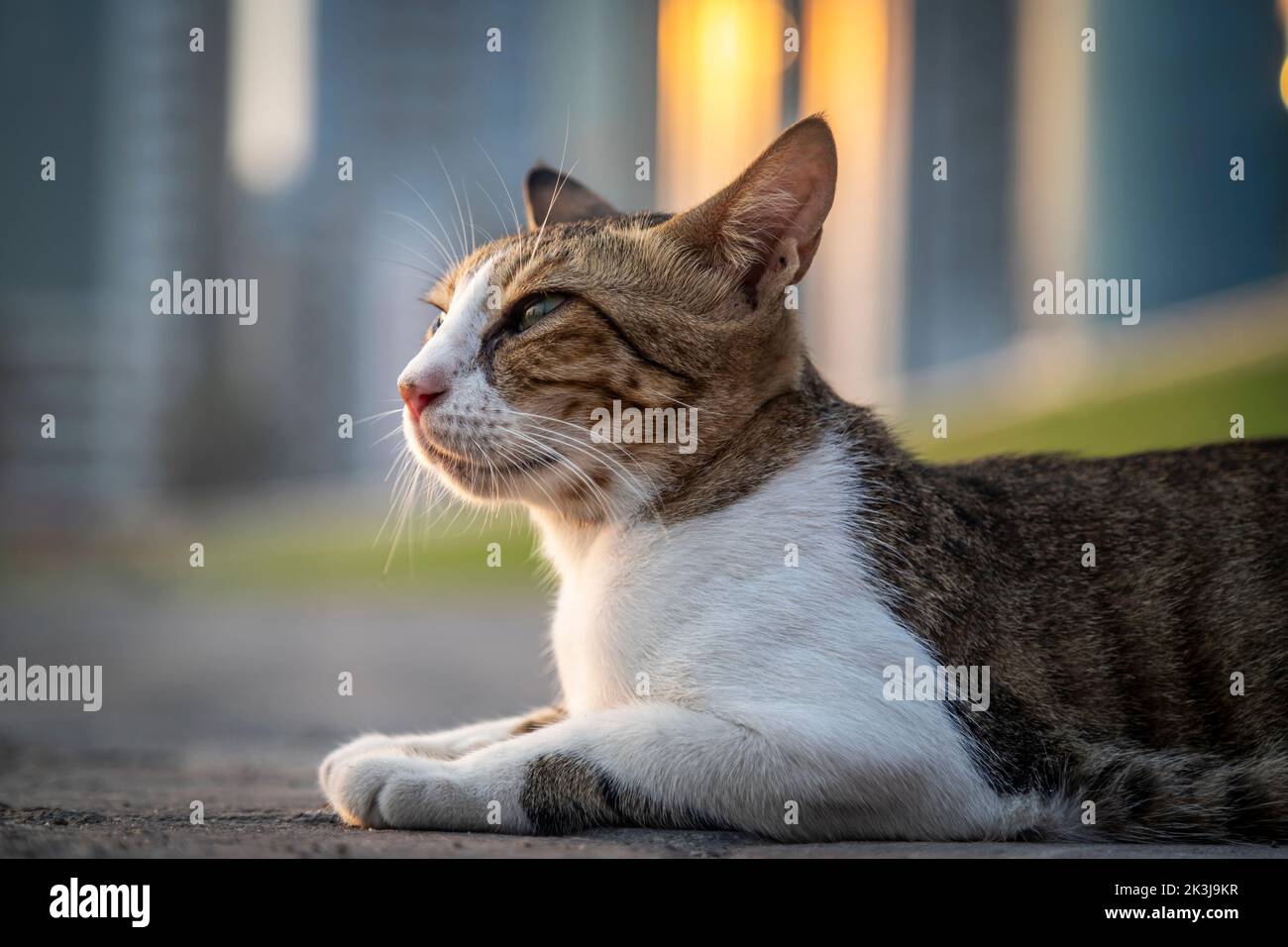 Striped street cat lying on hi-res stock photography and images - Alamy