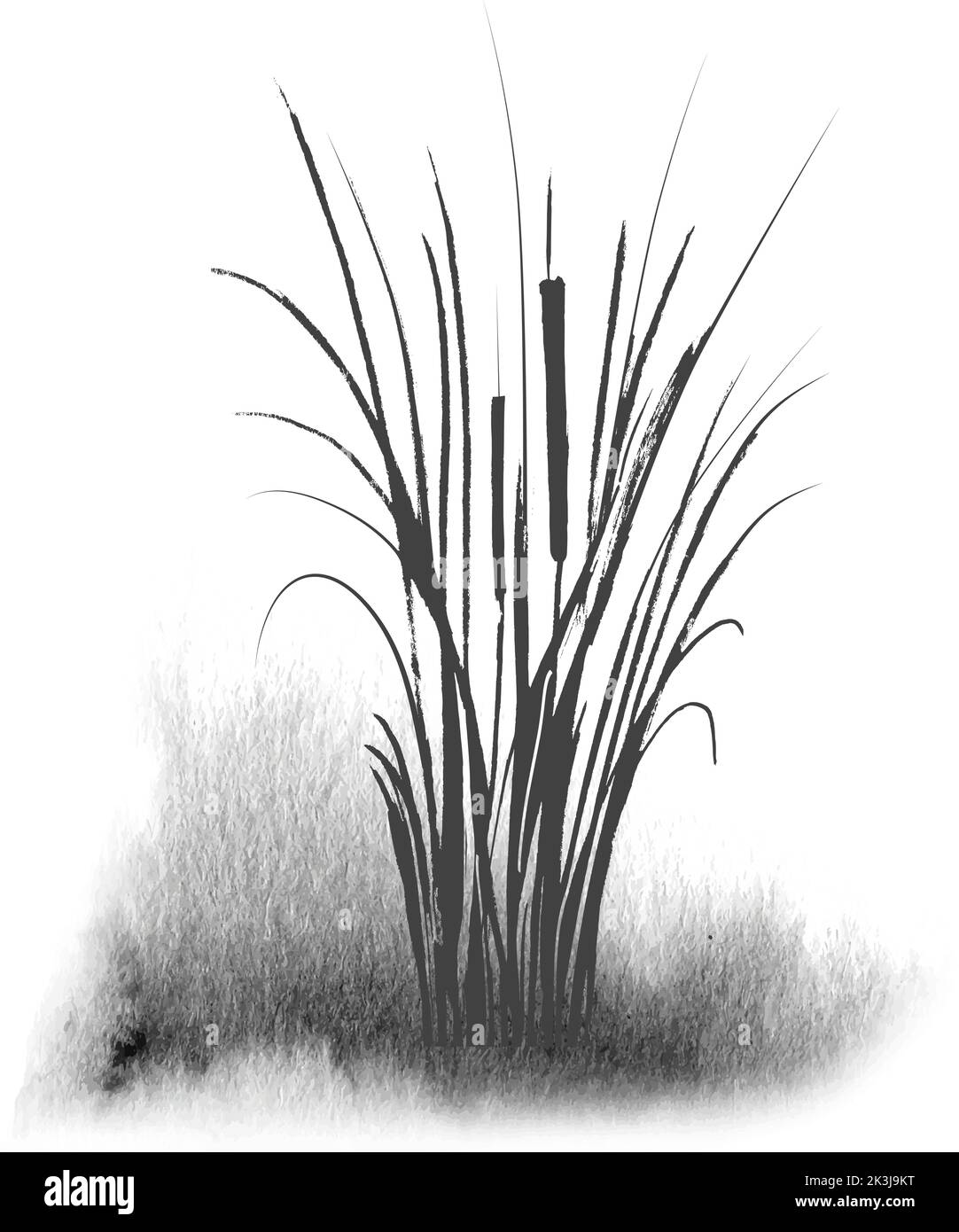 Isolated vector drawing.Image of a monochrome reed or bulrush on a ...