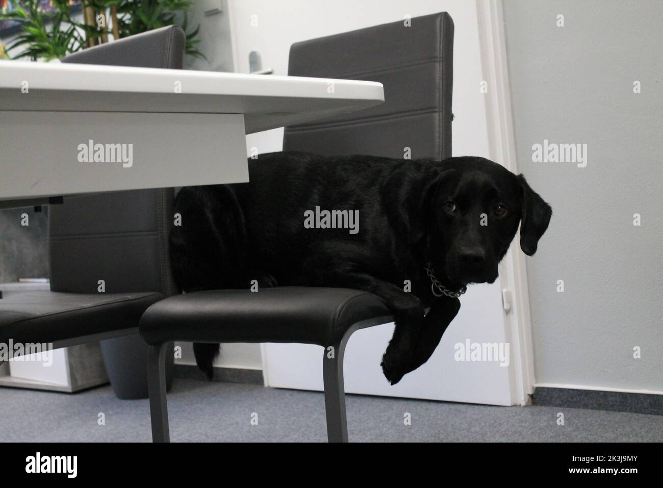 A black Labrador Retriever on a grey chair Stock Photo - Alamy