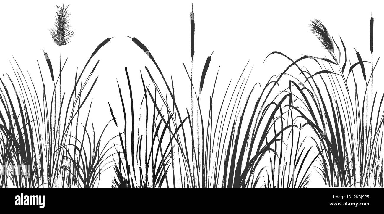 Isolated vector drawing.Image of a monochrome reed or bulrush on a ...