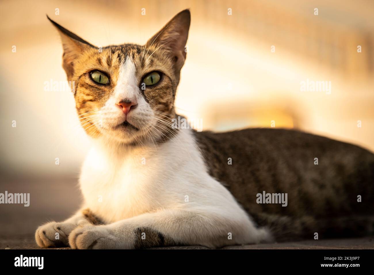 Adorable Calico cat lying on the street Stock Photo - Alamy