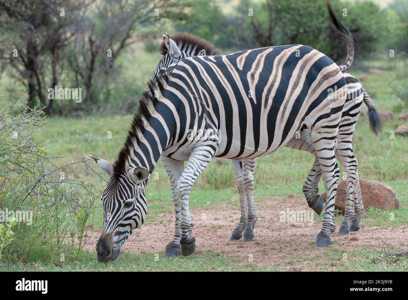 Plains Zebra (Equus quagga) Pilanesberg Nature Reserve, South Africa ...