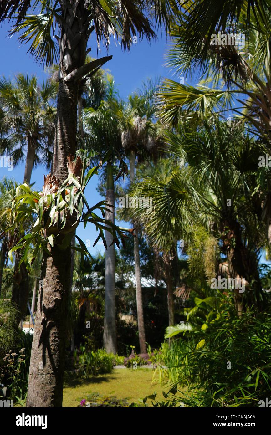 The trees in a forest in Florida Stock Photo - Alamy