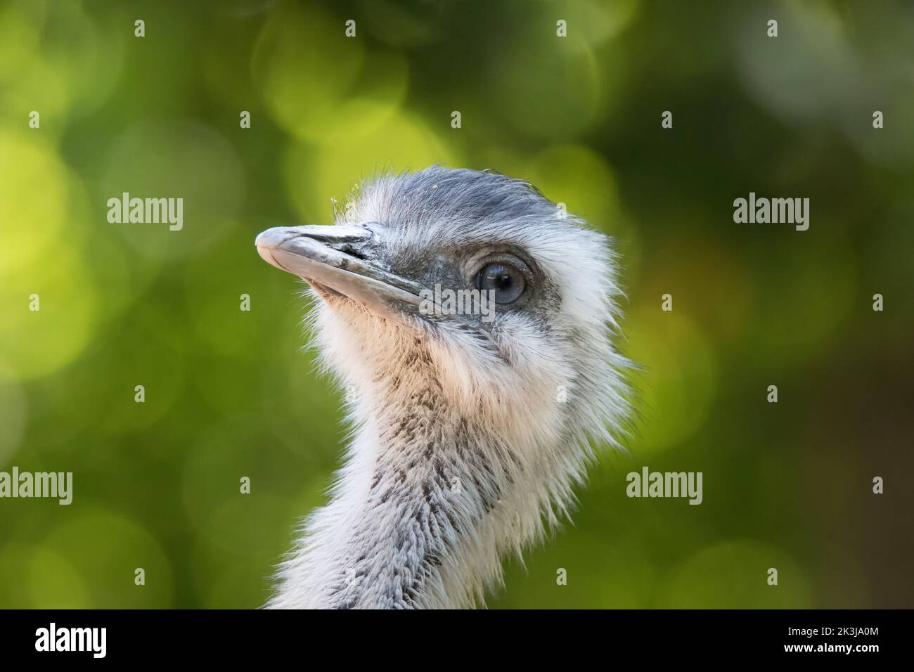 Pink ostrich feather hi-res stock photography and images - Alamy
