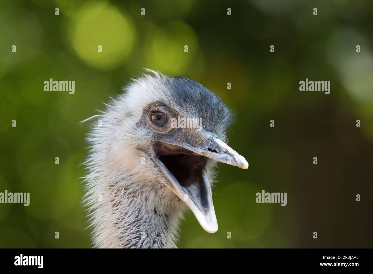 Pink ostrich feather hi-res stock photography and images - Alamy
