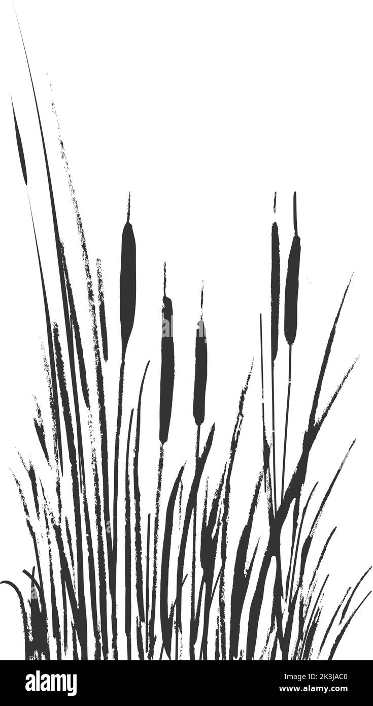 Green seaweed underwater Black and White Stock Photos & Images - Alamy