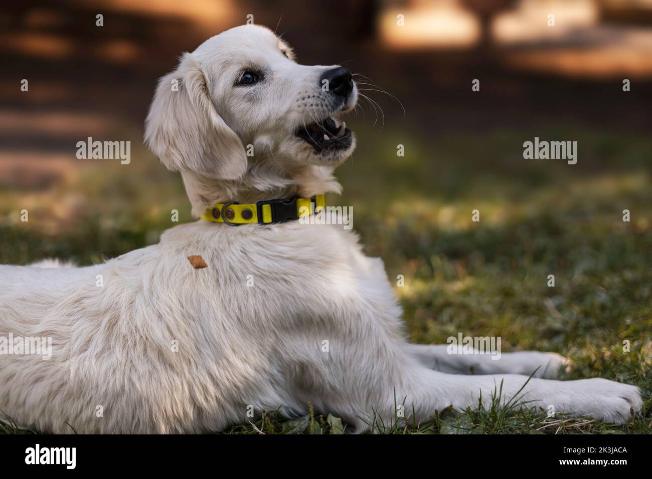 Spooked dog hi-res stock photography and images - Alamy