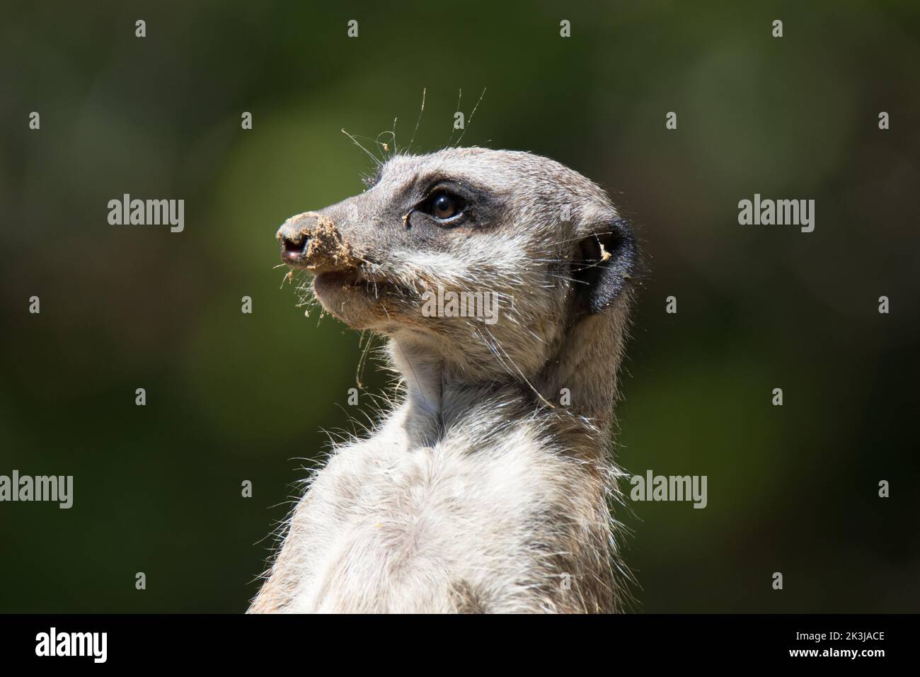 Mammal meerkat hi-res stock photography and images - Alamy