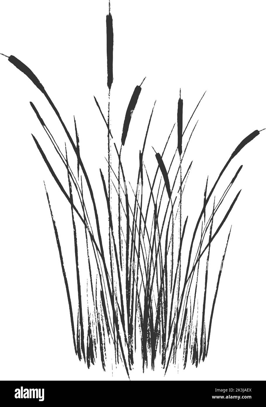 Isolated vector drawing.Image of a monochrome reed or bulrush on a ...