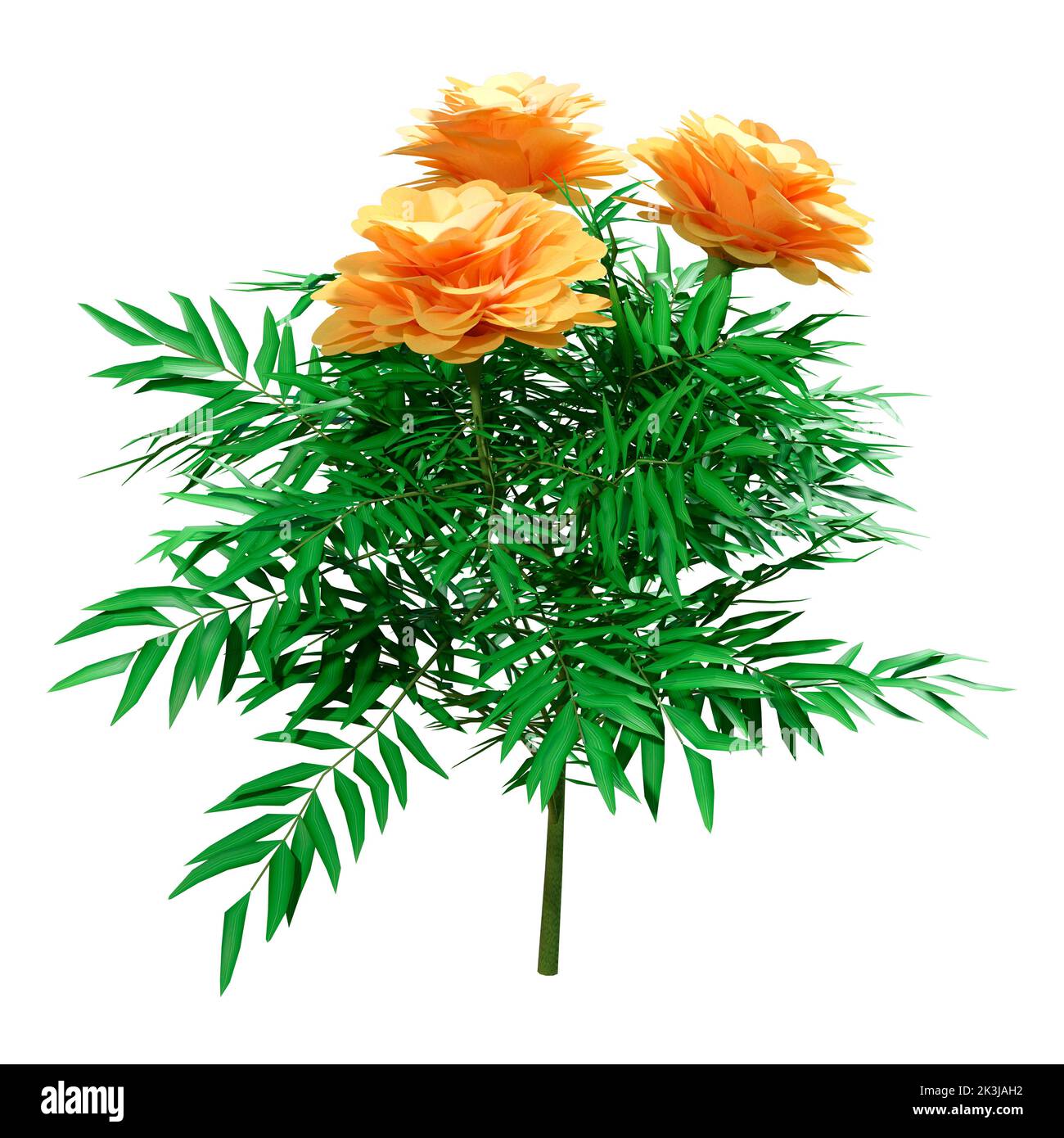 3D rendering of marigold flowers or Tagetes patula isolated on white ...