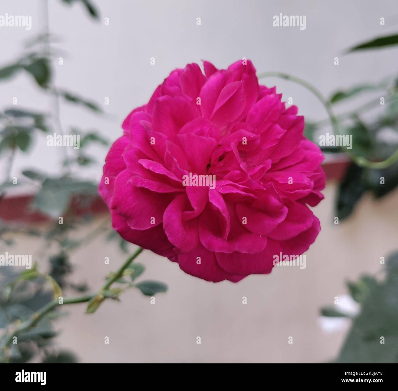 The close-up view of a Rosa Mary Rose flower bulb before the blurred ...