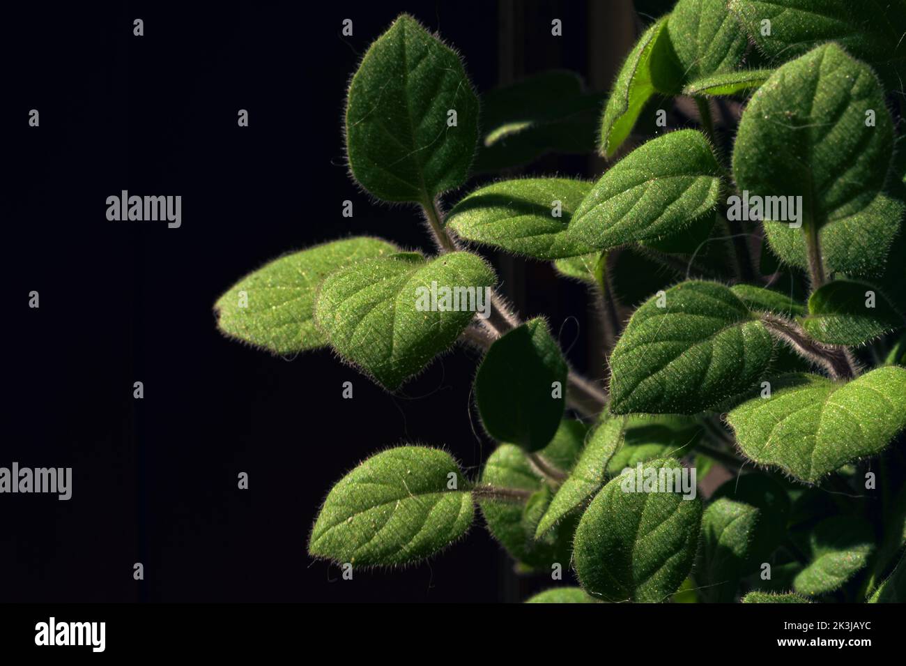 Leafs under natural light Stock Photo - Alamy