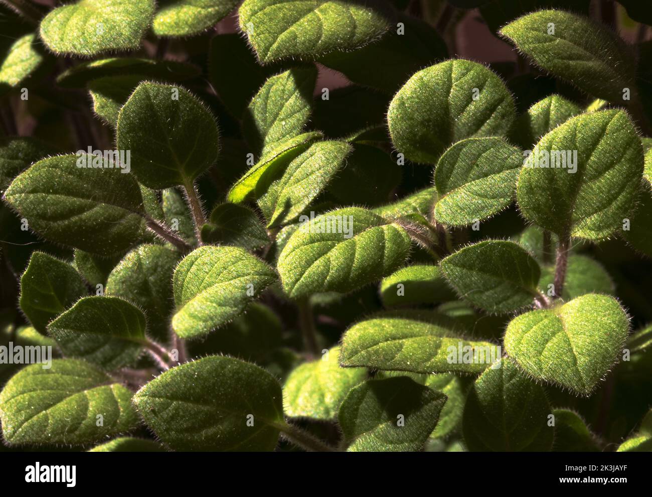 Leafs under natural light Stock Photo - Alamy