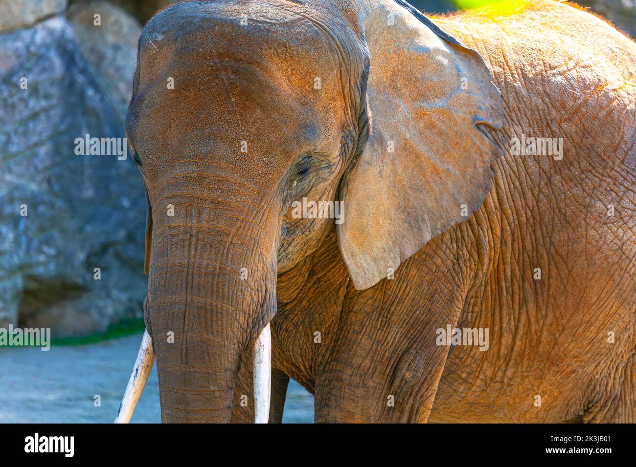 African elephant portrait . Large wild animal with big ears and trunk ...