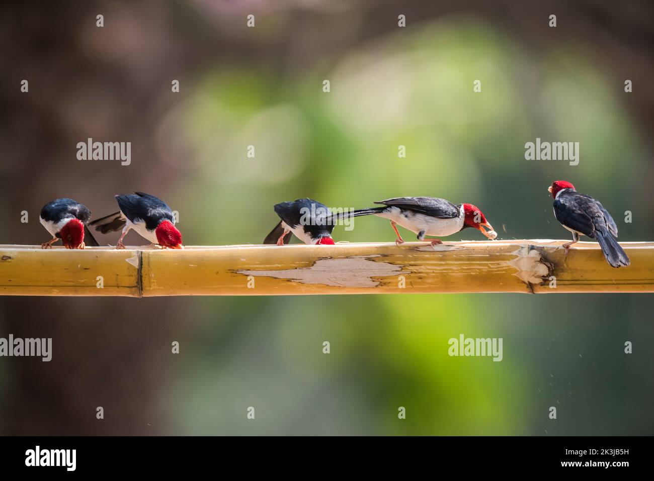 Paroaria capitata.Yellow billed cardinal Stock Photo - Alamy