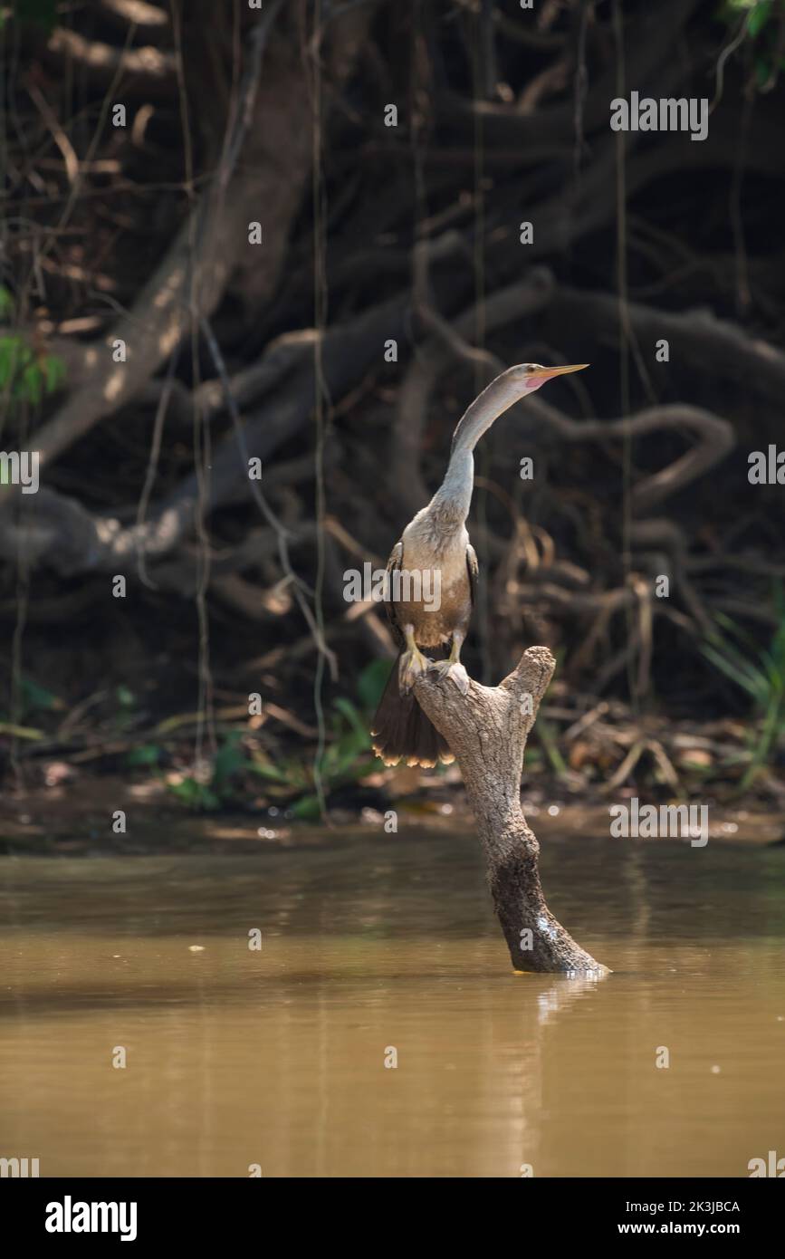 Anhinga anhinga .World heritage site.Mato groso Brazil Stock Photo - Alamy