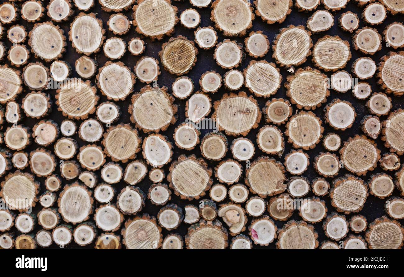 Big wall of stacked wood logs showing natural discoloration Stock Photo ...