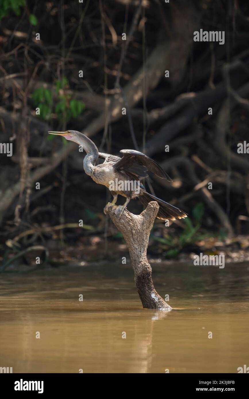 Anhinga anhinga .World heritage site.Mato groso Brazil Stock Photo - Alamy