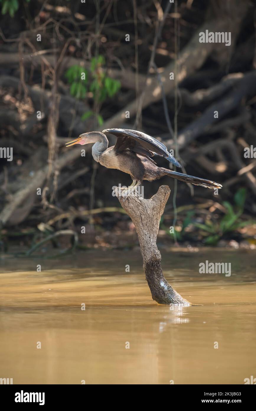 Anhinga anhinga .World heritage site.Mato groso Brazil Stock Photo - Alamy