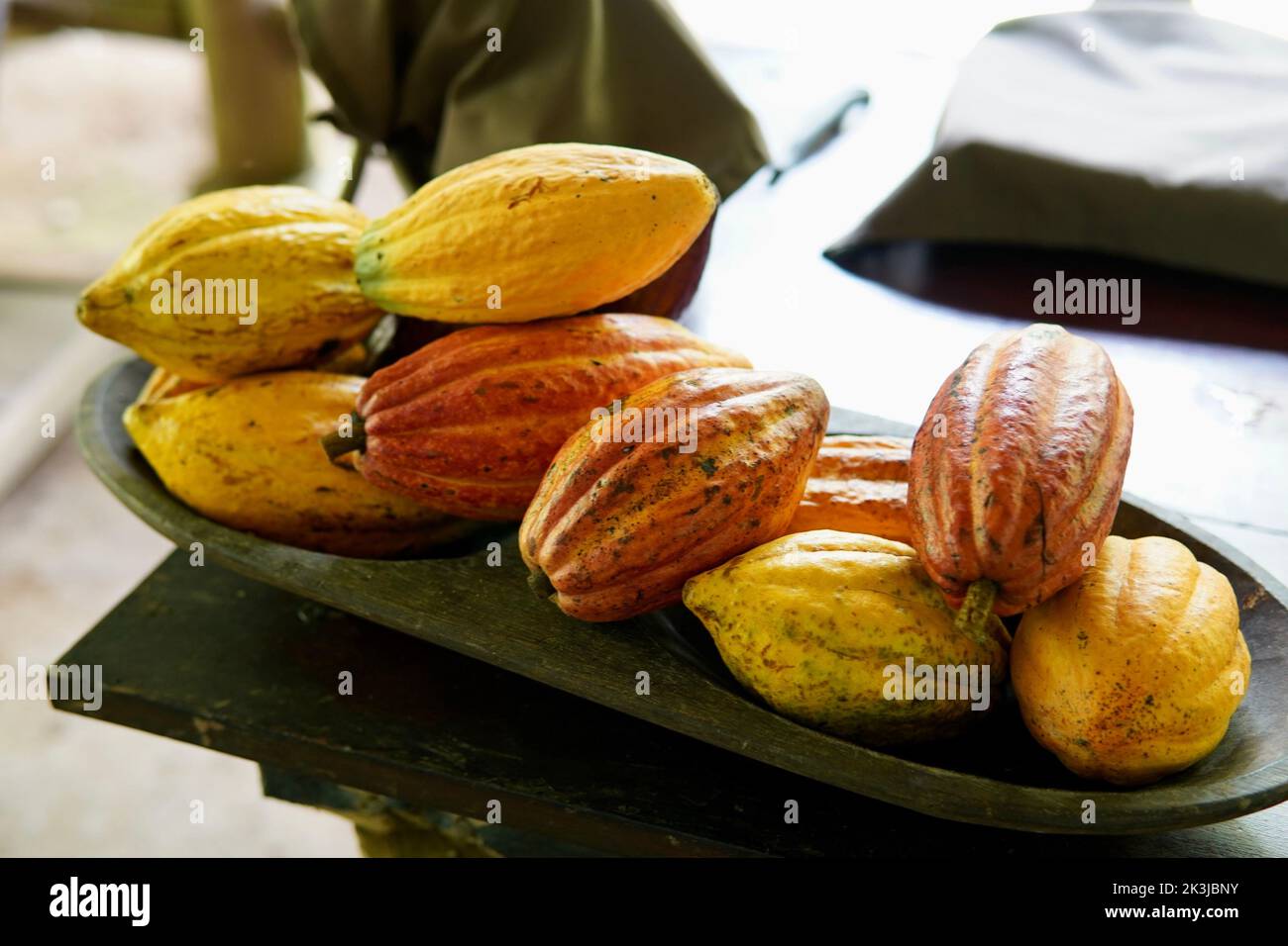 a display of cocoa pods with raw cacao in a bowl Stock Photo - Alamy