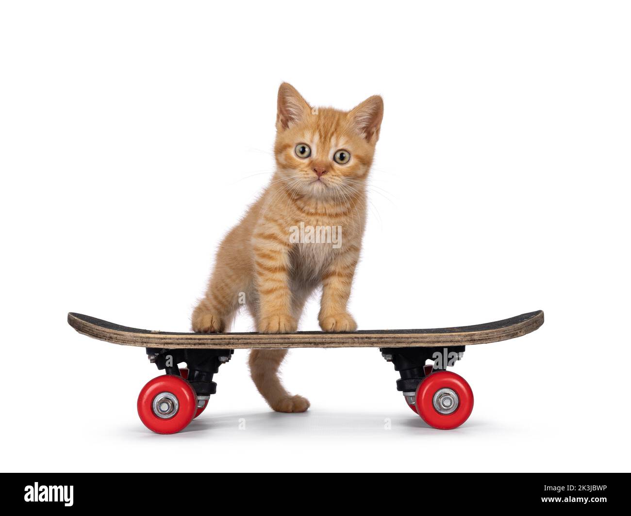 Cute red British Shorthair cat kitten, stepping on child skateboard ...