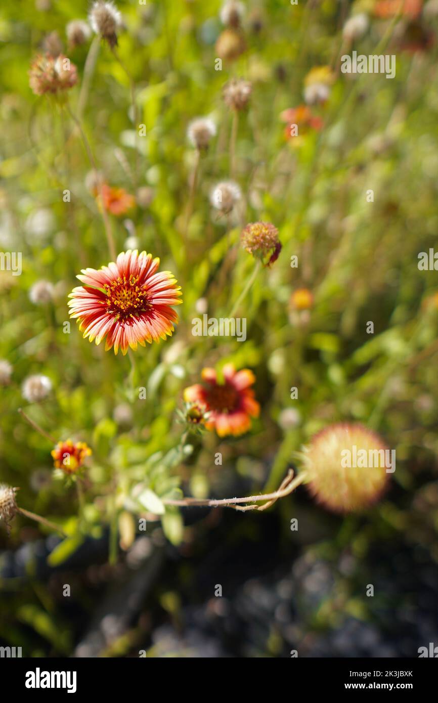 a high angle vertical shot of Spider hibiscus flowers in a field Stock ...