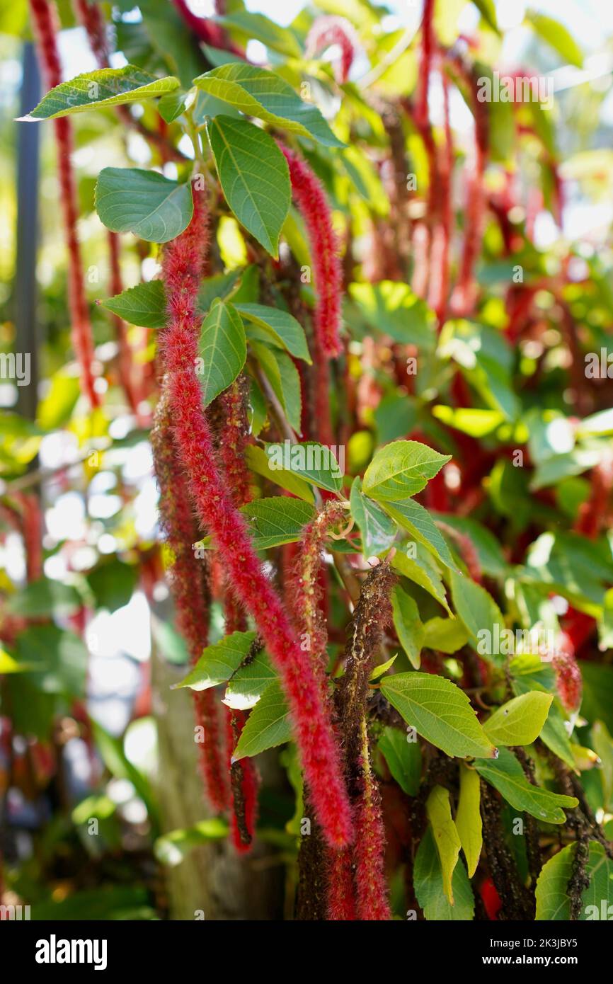 a vertical closeup of Acalypha hispida plant Stock Photo - Alamy