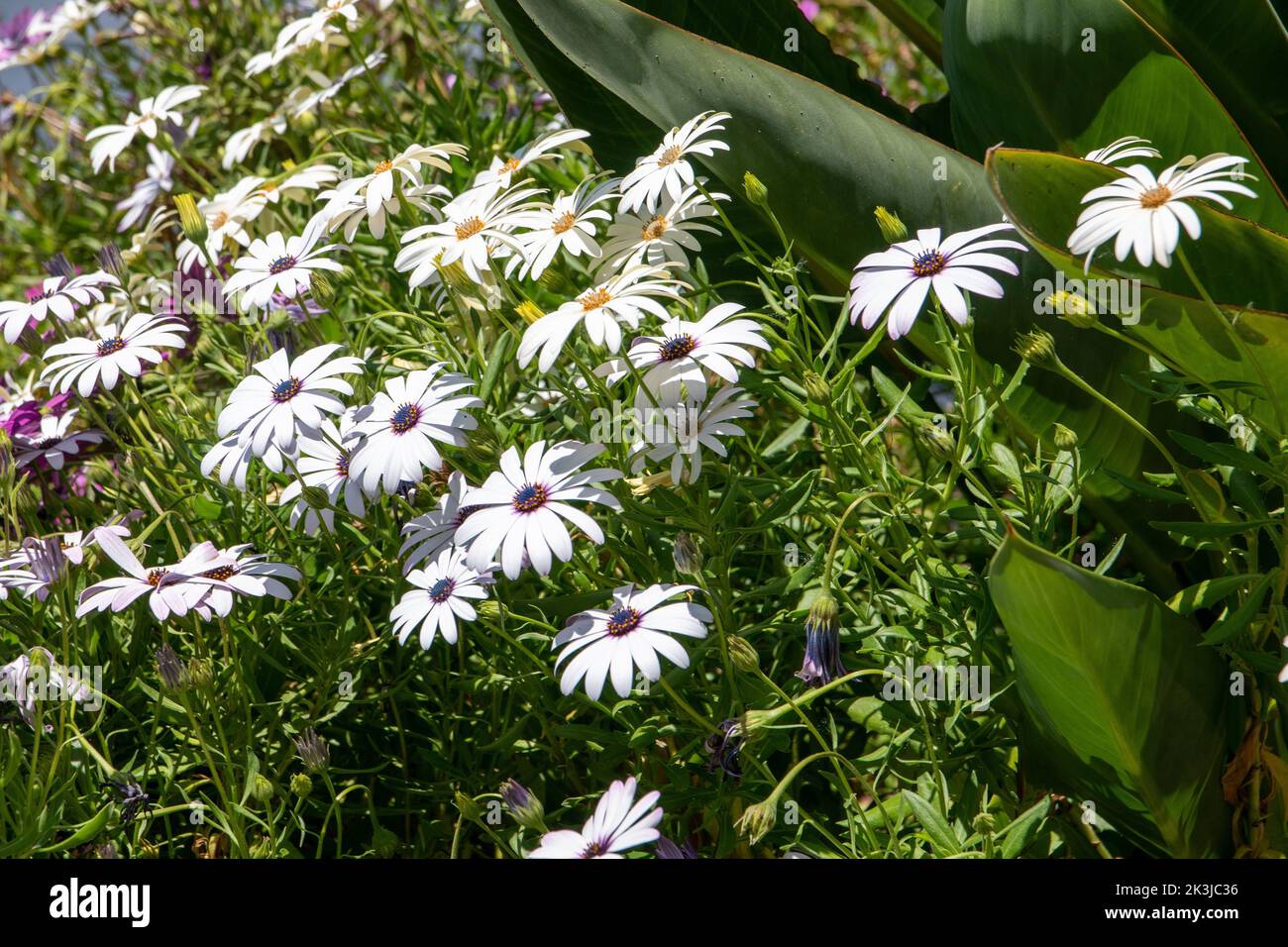 White Cape marguerite flowers in the meadow - floral wallpaper Stock ...