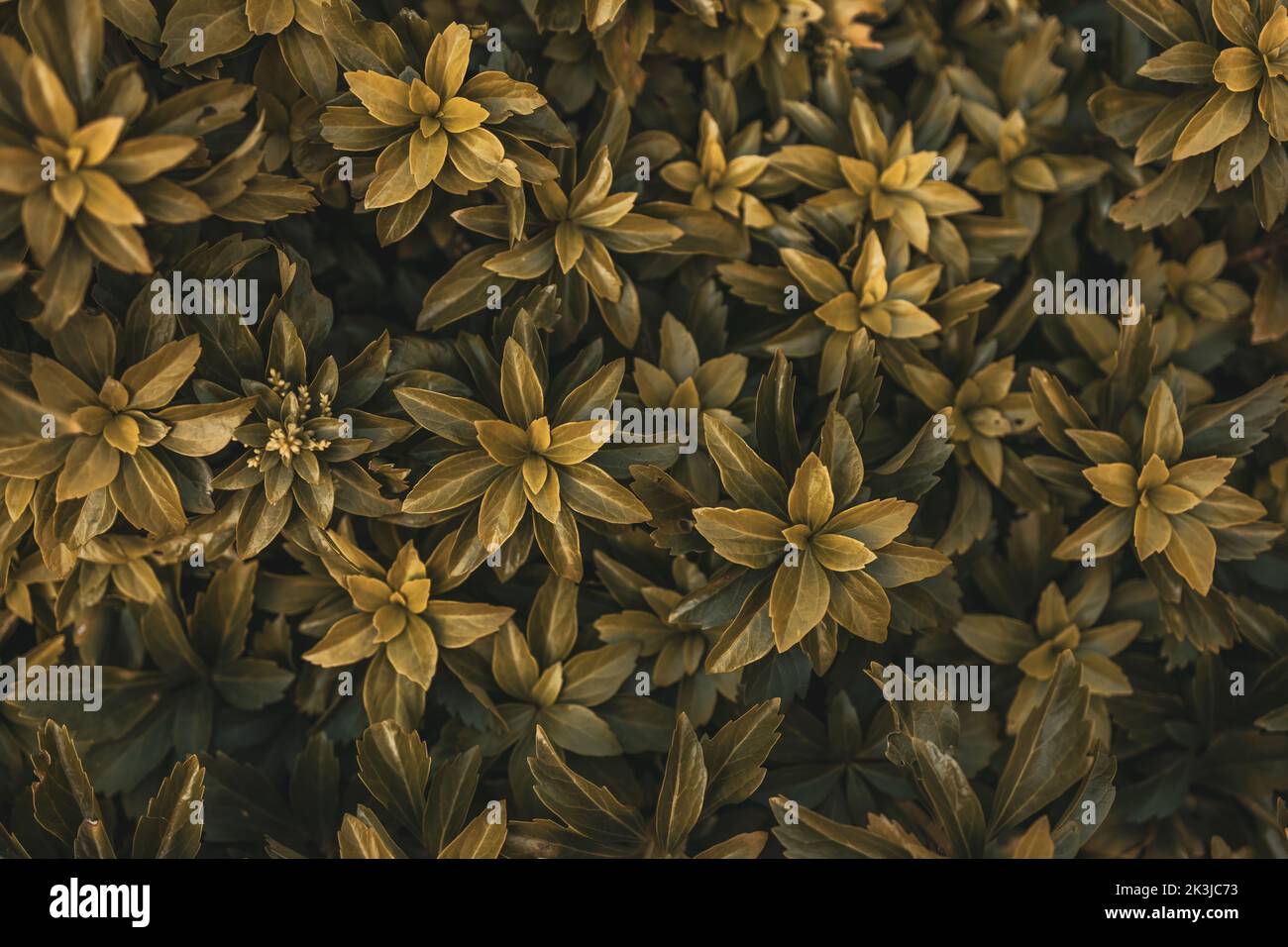 Green leaves foliage jungle tropical plant bush nature background Stock ...