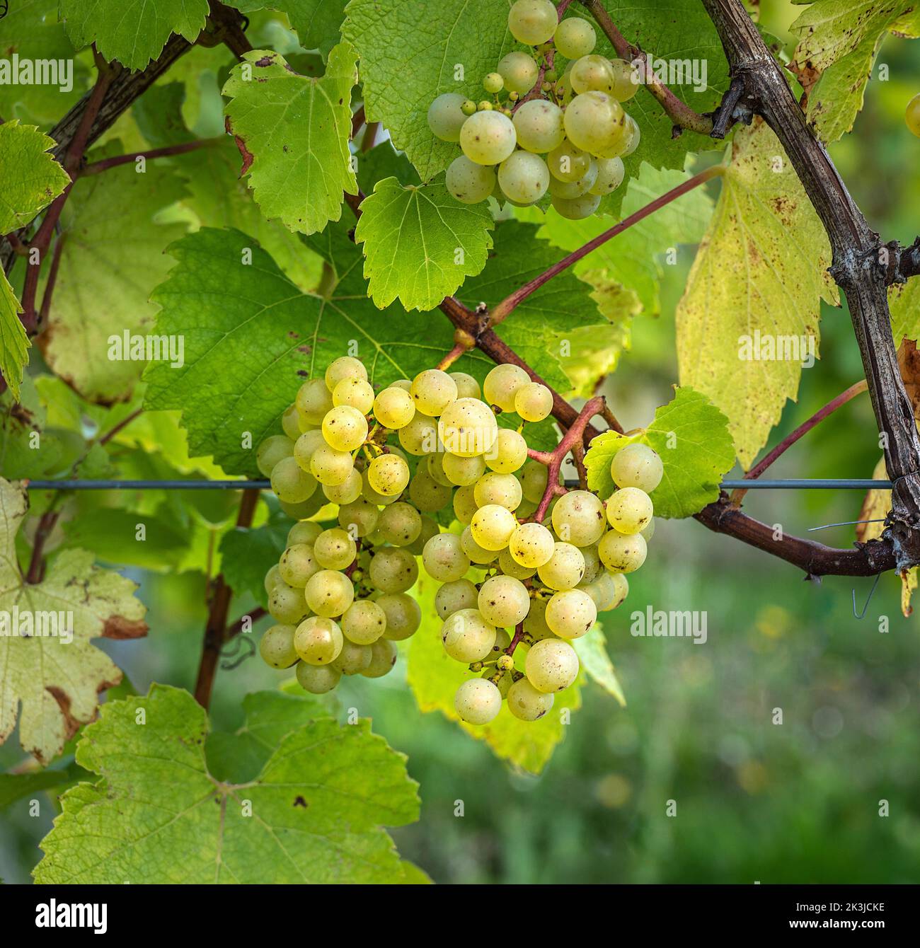 Bunches of white grapes growing on the vines in early autumn Stock ...