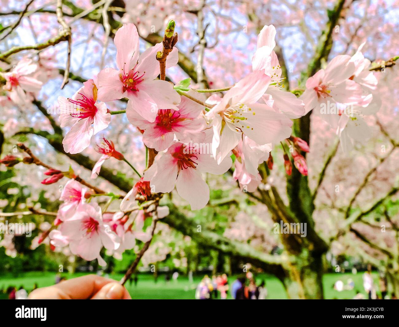 Cherry Blossoms in One Tree Hill, Auckland, NZ Stock Photo - Alamy