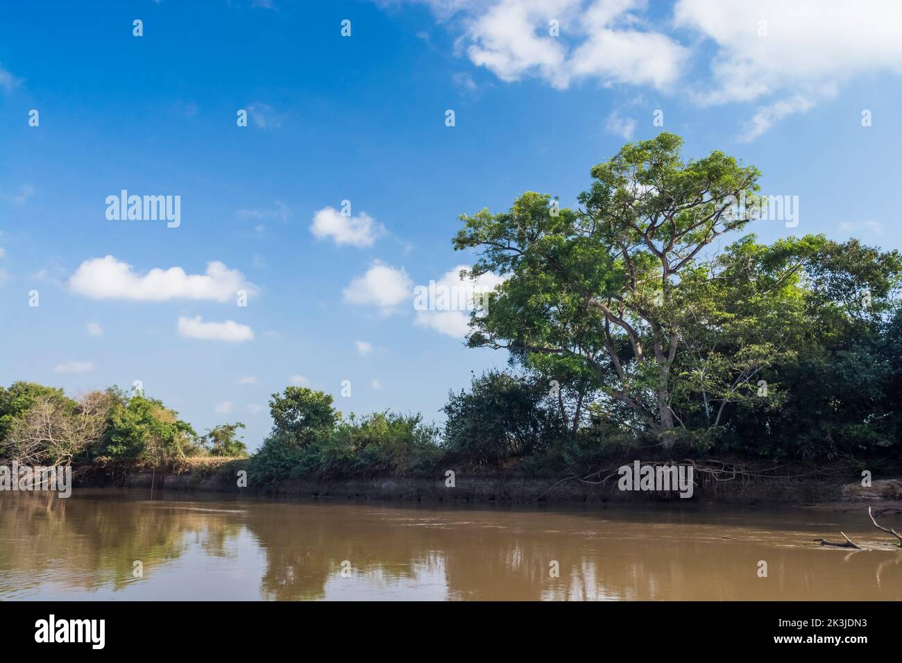 Cuiabá river landscape, Pantanal Forest , Mato grosso, Brazil Stock ...