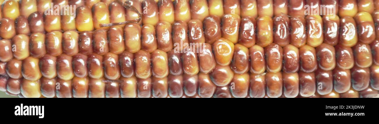 boiled salty black corn seed on white background Stock Photo - Alamy