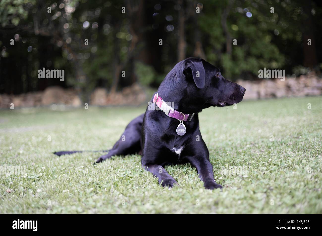 A closeup shot of a black Labrador Retriever lying on the grassland ...