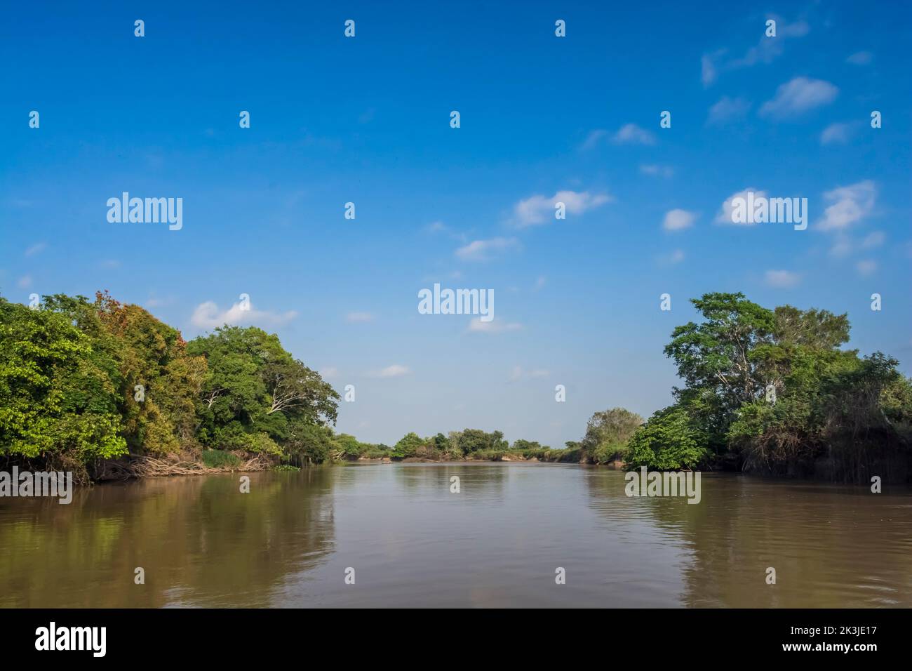 Cuiabá river landscape, Pantanal Forest , Mato grosso, Brazil Stock ...