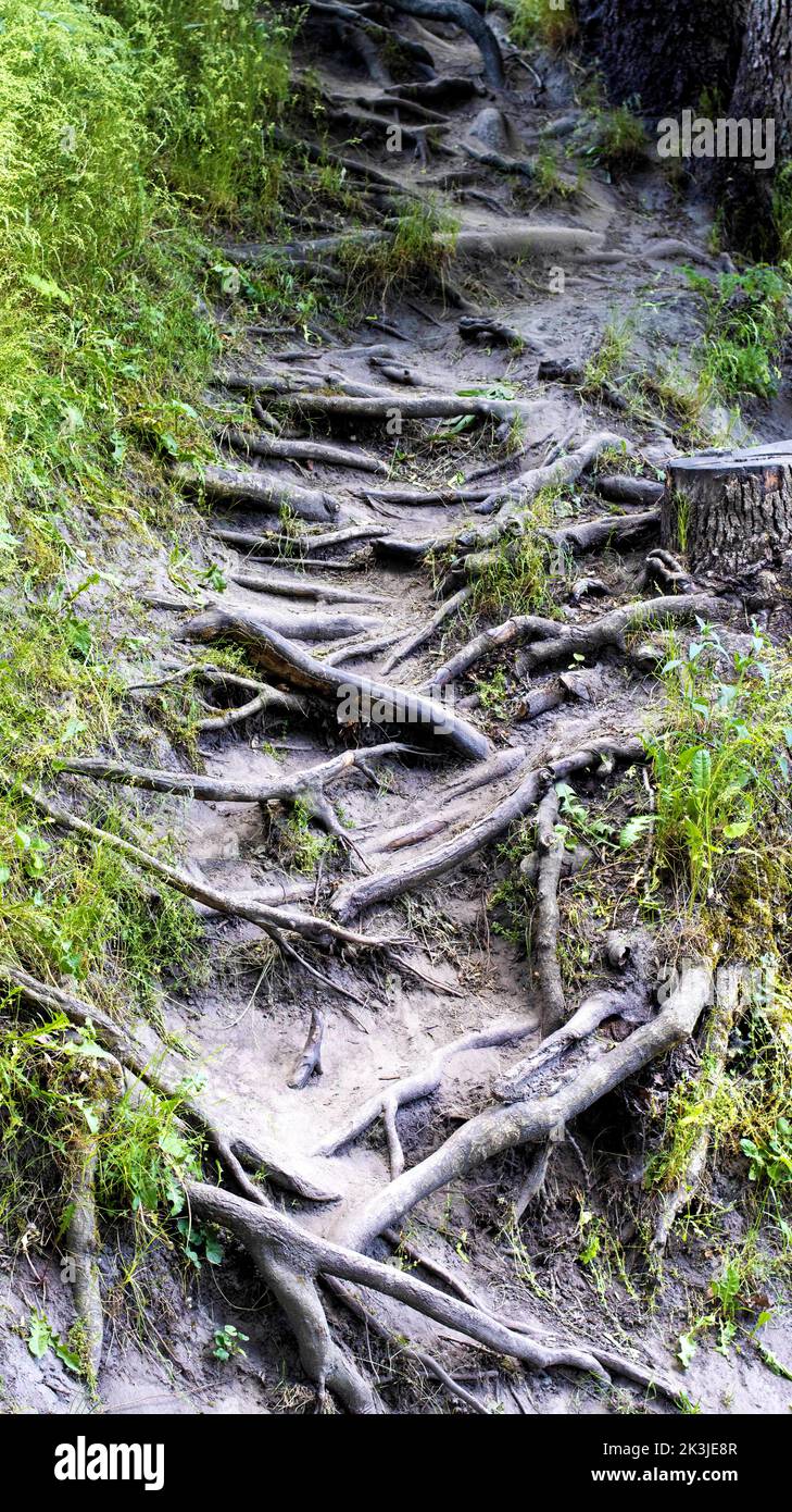Path and ladder made of tree roots in the forest in nature, outdoor ...