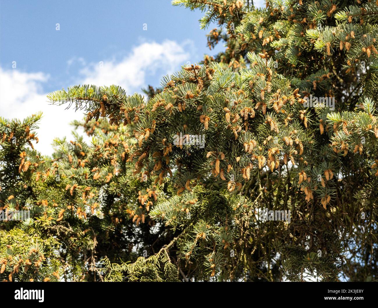 Christmas tree tree with small young cones. Coniferous tree, background ...