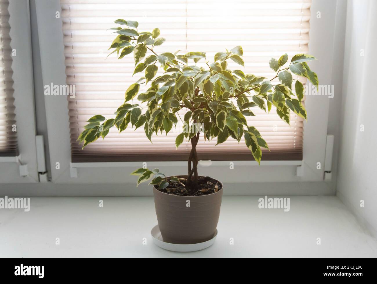 A beautiful ficus flower grows in a pot on a windowsill window at home ...