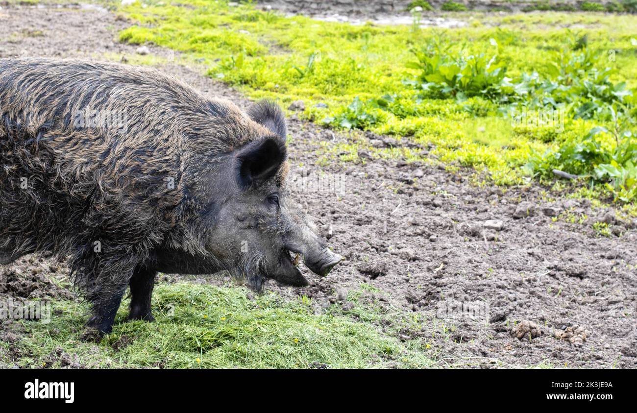 Big black wild boar with open mouth in nature. Danger to humans, forest ...