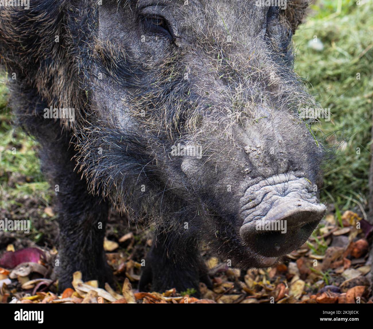 Large muzzle and head of a wild boar with a nickel. Hunting for wild ...