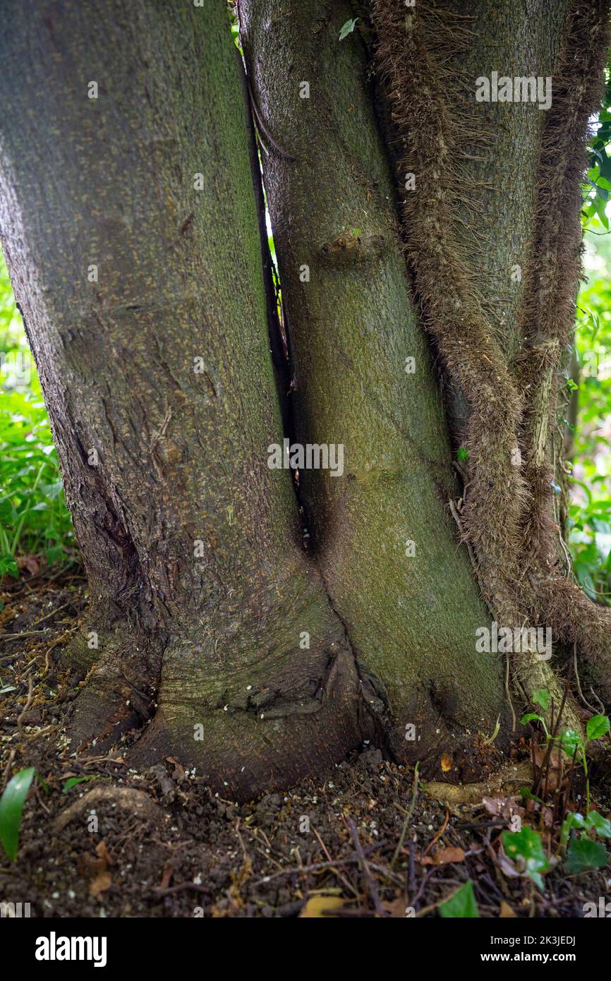 Prunus padus trunk base Stock Photo - Alamy