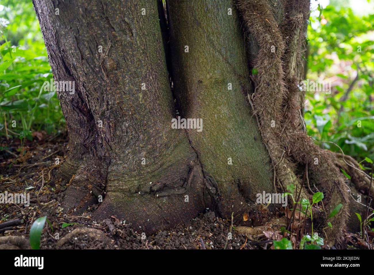 Prunus padus trunk base Stock Photo - Alamy